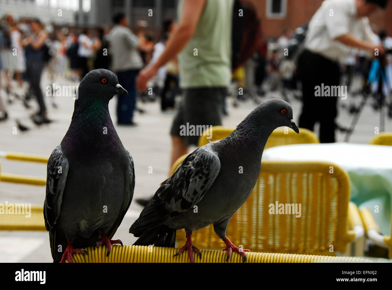 Two Pigeons in Piazza San Marco , Venice, Italy Stock Photo - Alamy
