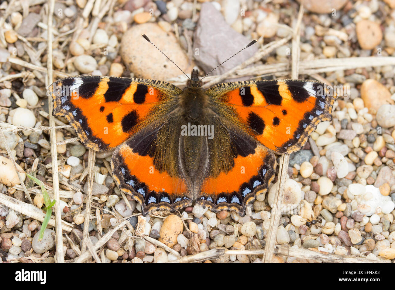 Small tortoiseshell butterfly hi-res stock photography and images - Alamy