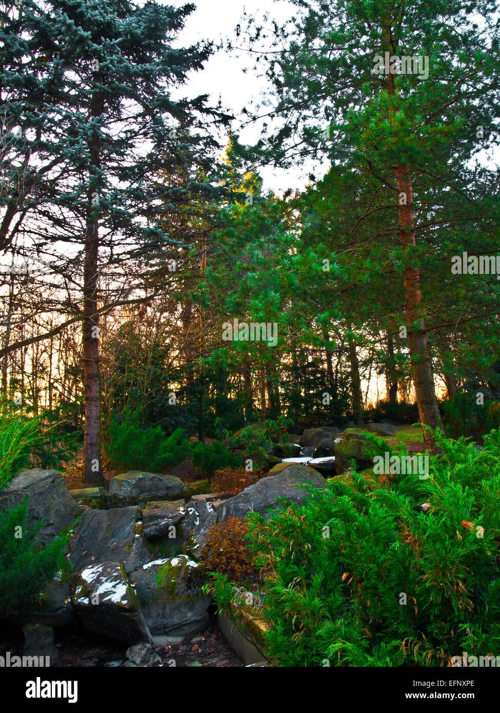 Evergreen pine trees in forest hi-res stock photography and images - Alamy