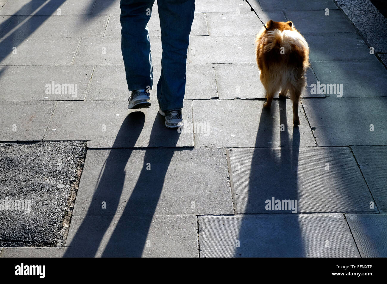 Dog and his shadow hi-res stock photography and images - Alamy