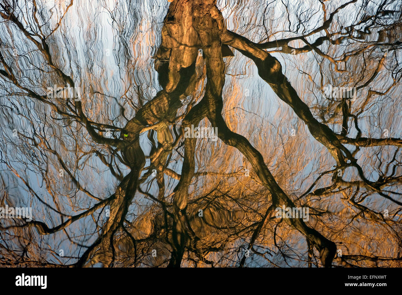 Reflection of a tree in water hi-res stock photography and images - Alamy