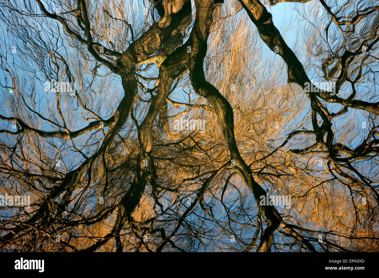 Reflection of the tree hi-res stock photography and images - Alamy