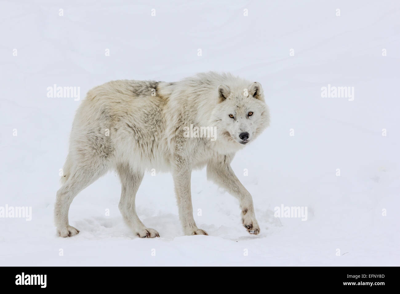 Arctic Wolf waiting for food Stock Photo - Alamy