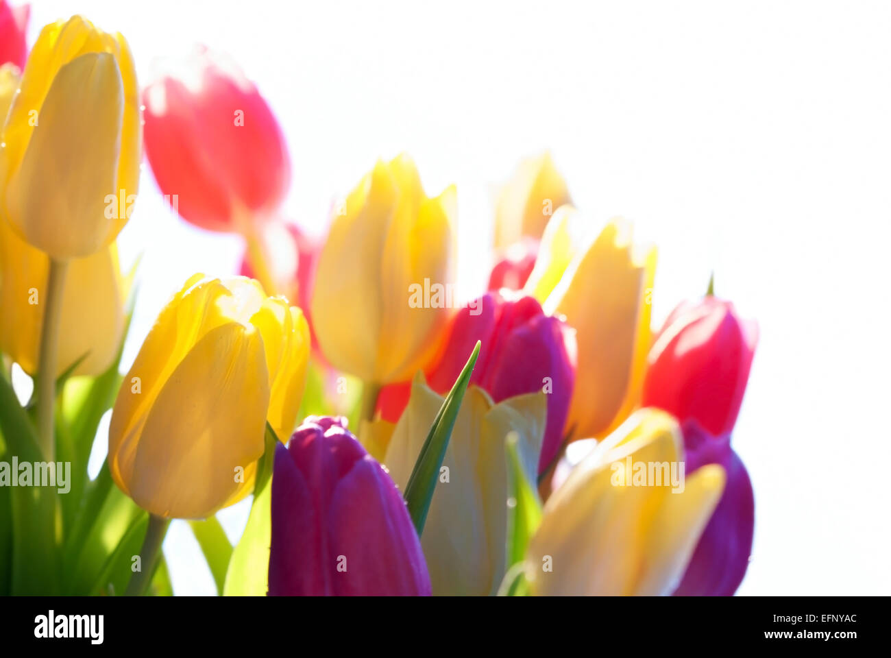 Sunny Bouquet Or Bunch Of Tulip Flowers Or Flower Meadow As Close Up ...