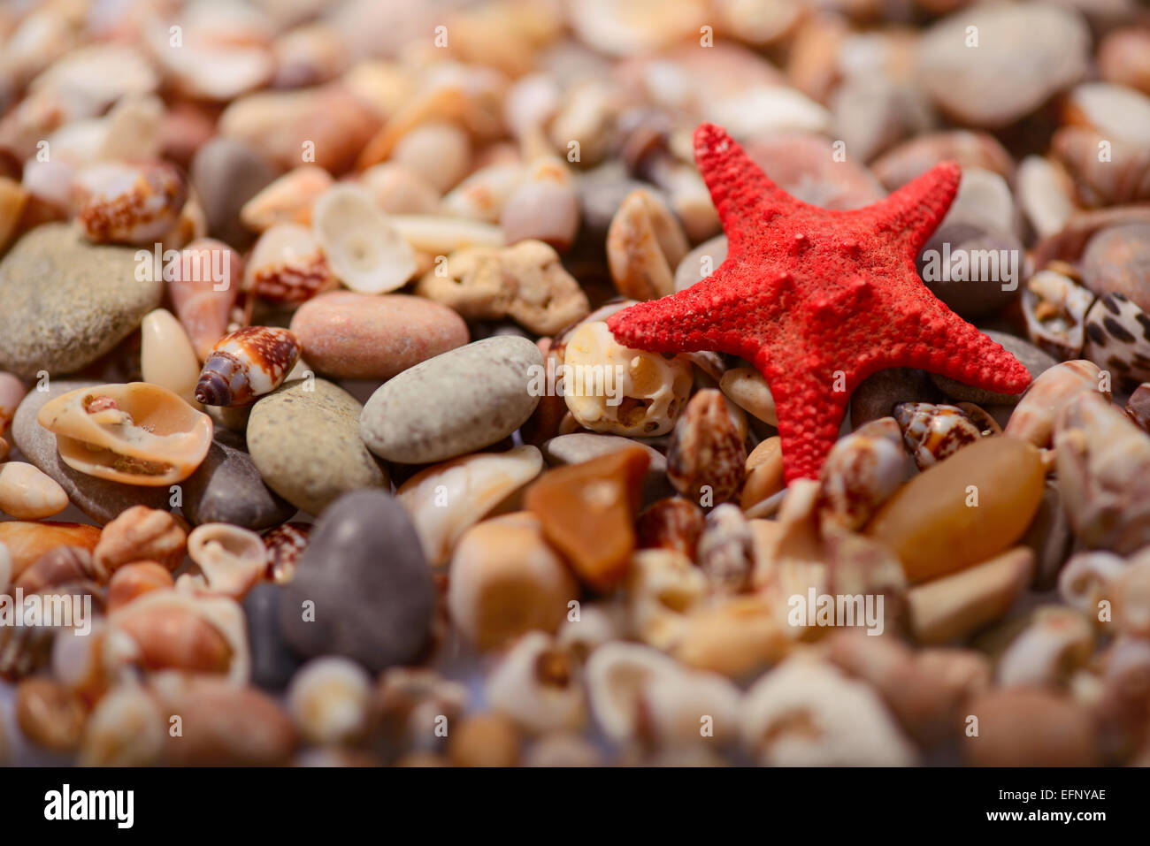 Summertime romance. Image of sea star on the pebble sea shore Stock ...