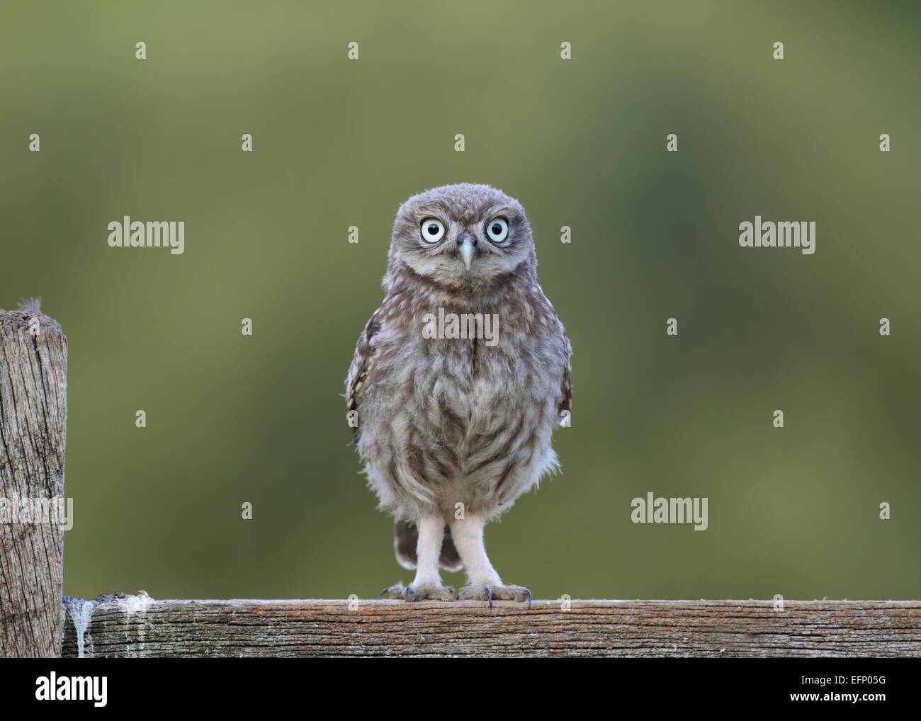 Little mice bird hi-res stock photography and images - Alamy