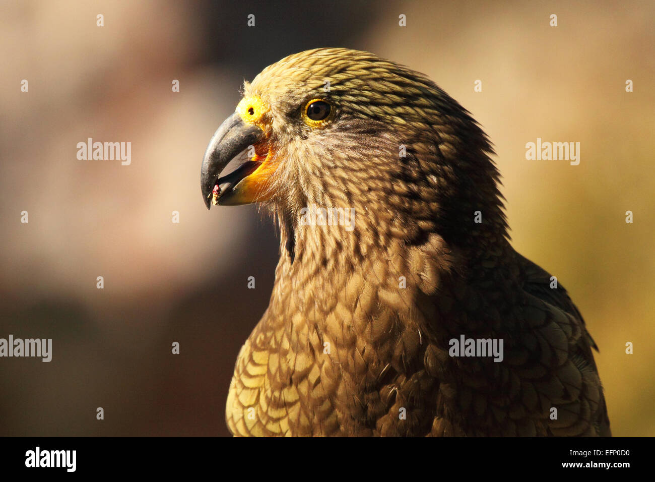 A Kea playing with food Stock Photo - Alamy