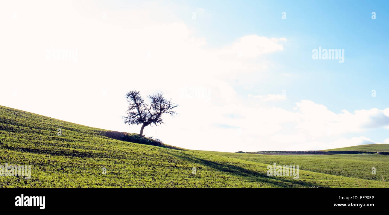 Lone Tree in Green Meadow with Blue Sky in sicilian countryside Stock ...