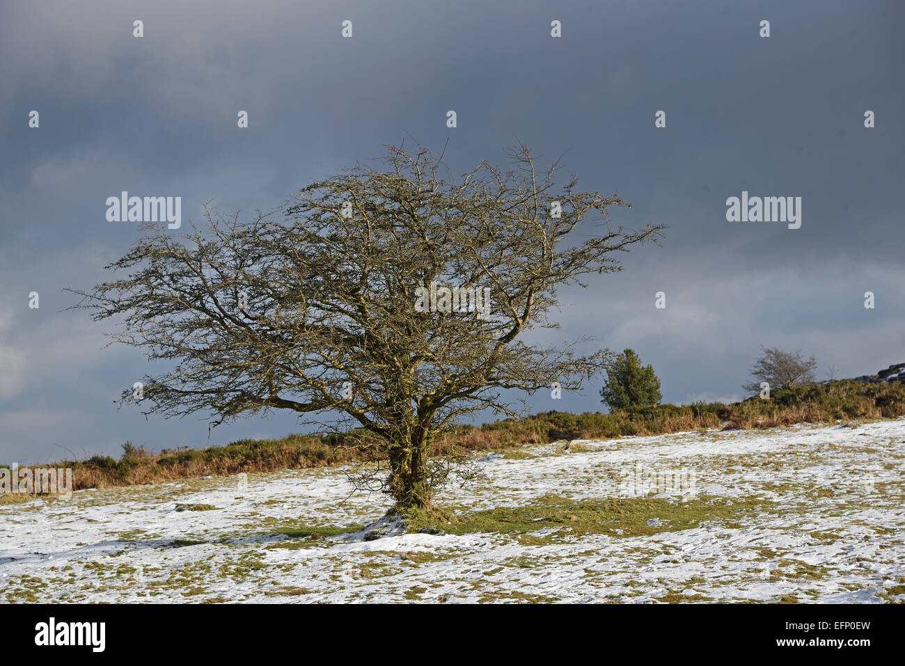 Tor dartmoor devon tree moor moorland hi-res stock photography and ...