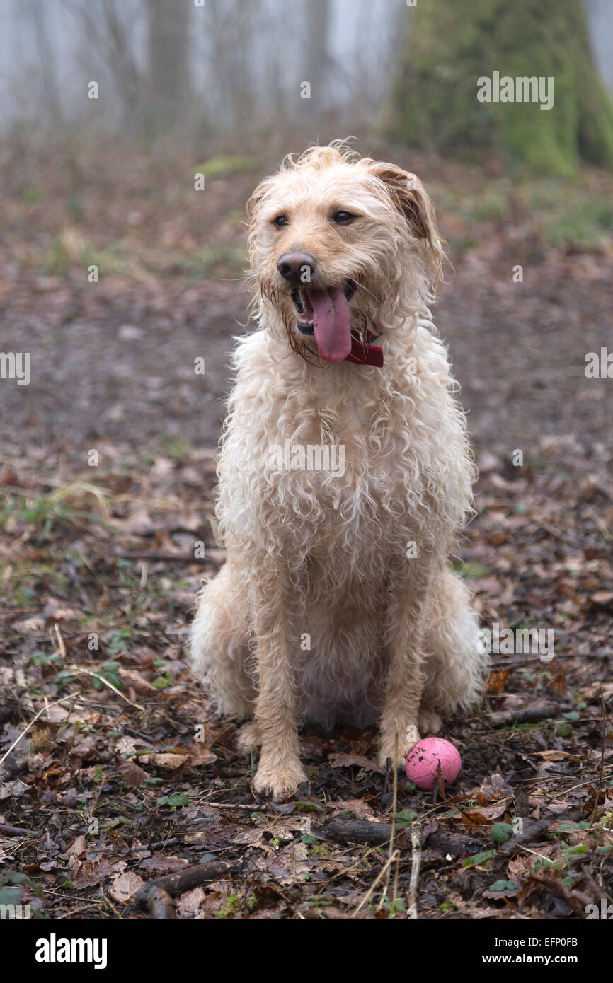 Yellow Labradoodle Portrait Stock Photo - Alamy