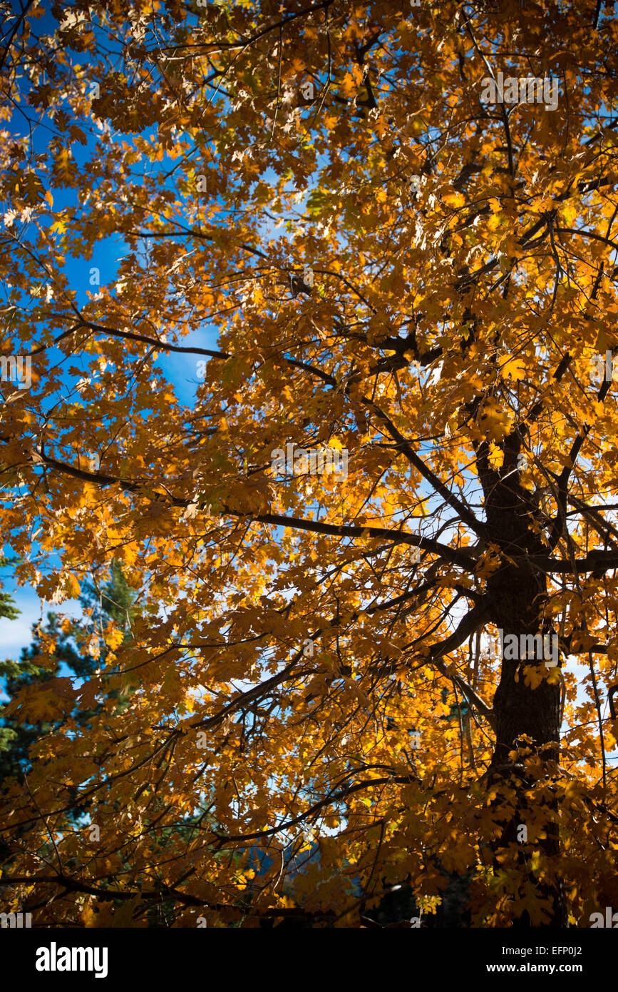 Gold fall hi-res stock photography and images - Alamy