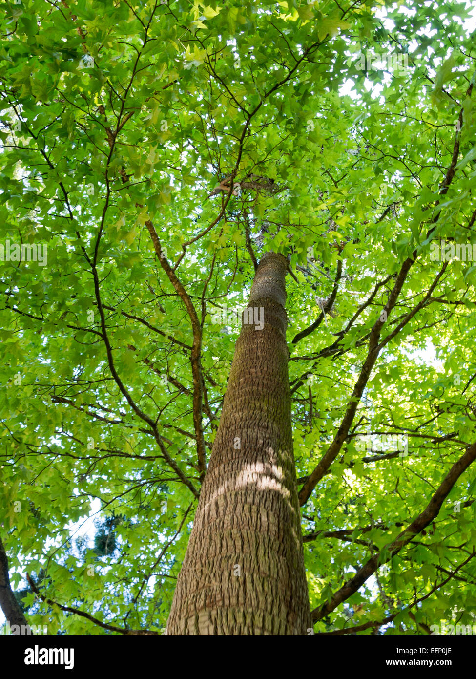 Down up view to tree canopy Stock Photo - Alamy