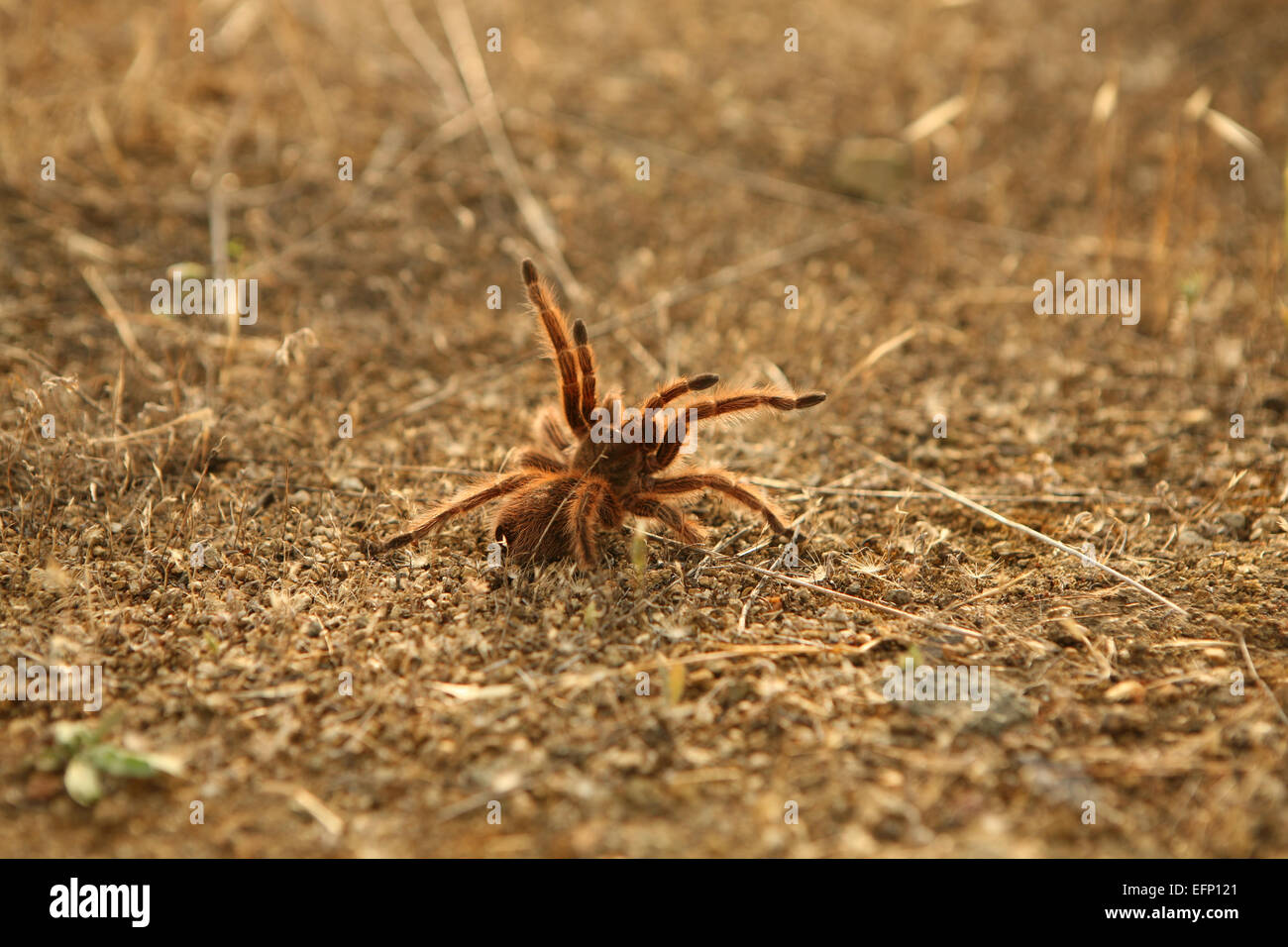 Tarantula legs raised hi-res stock photography and images - Alamy