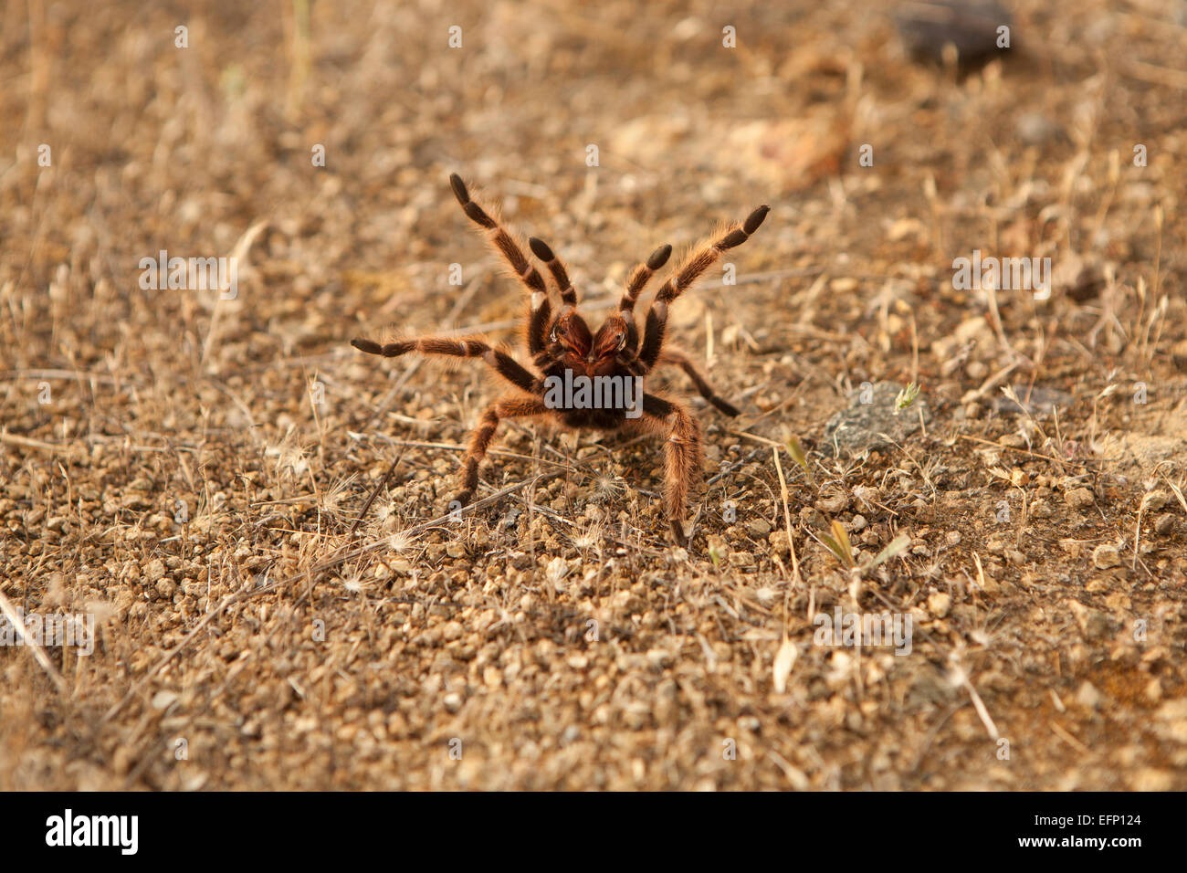 Tarantula Fangs High Resolution Stock Photography and Images - Alamy