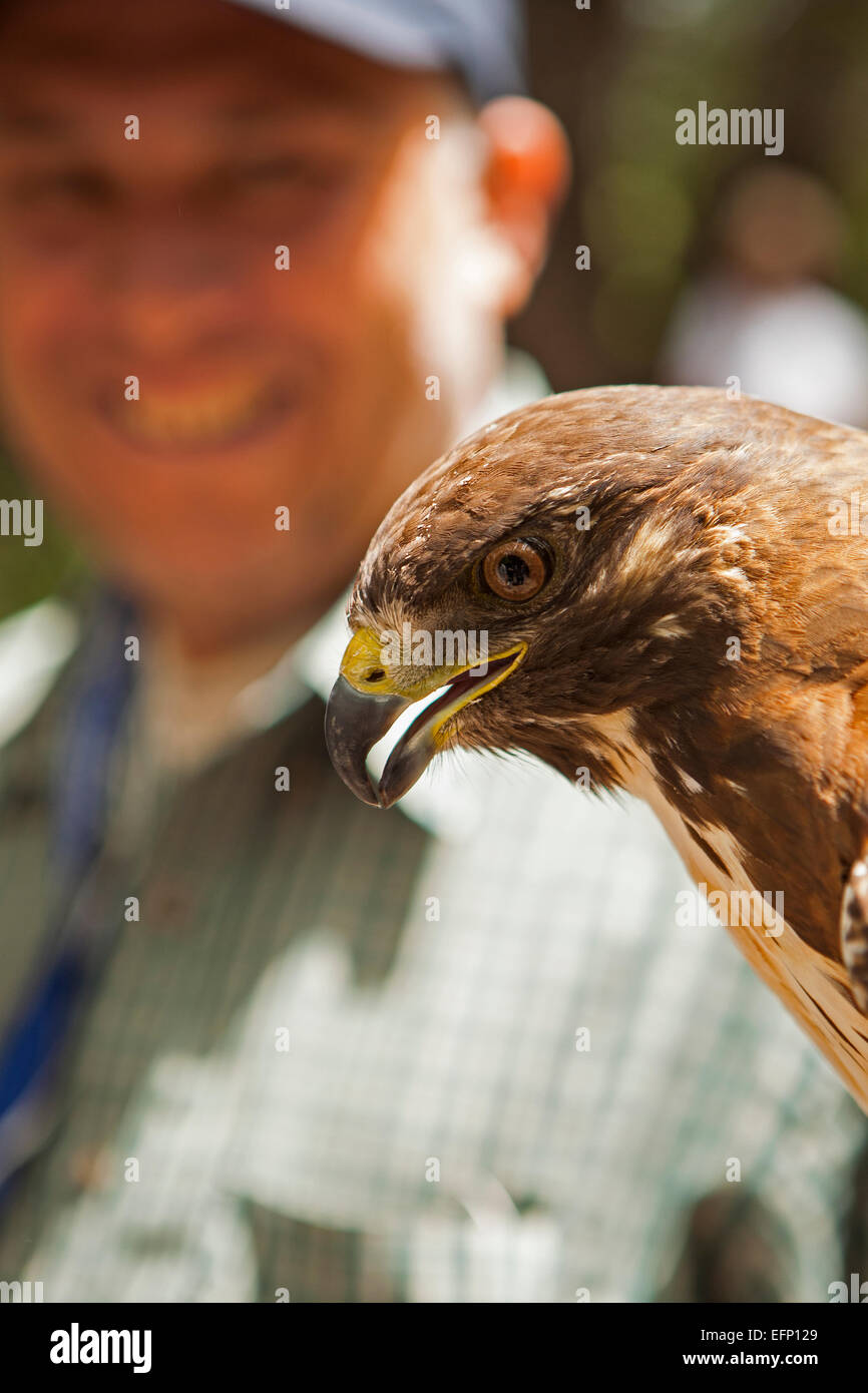 Hawk keeper hi-res stock photography and images - Alamy