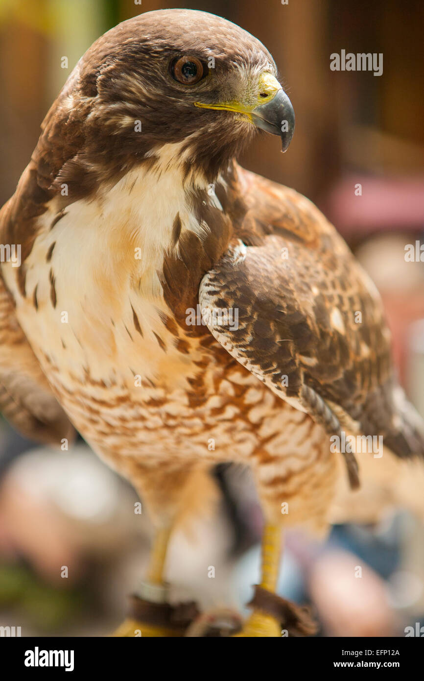 Domestic hawk hi-res stock photography and images - Alamy