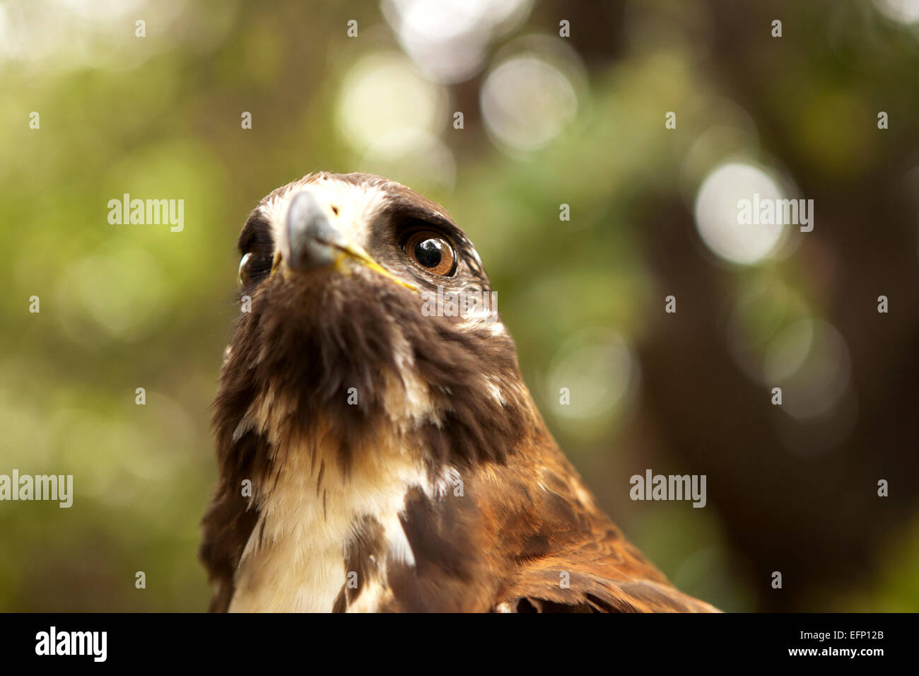 Hawk eye hi-res stock photography and images - Alamy