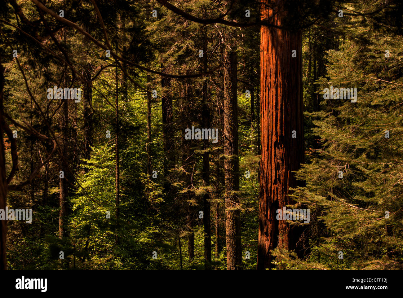 Redwood beams hi-res stock photography and images - Alamy