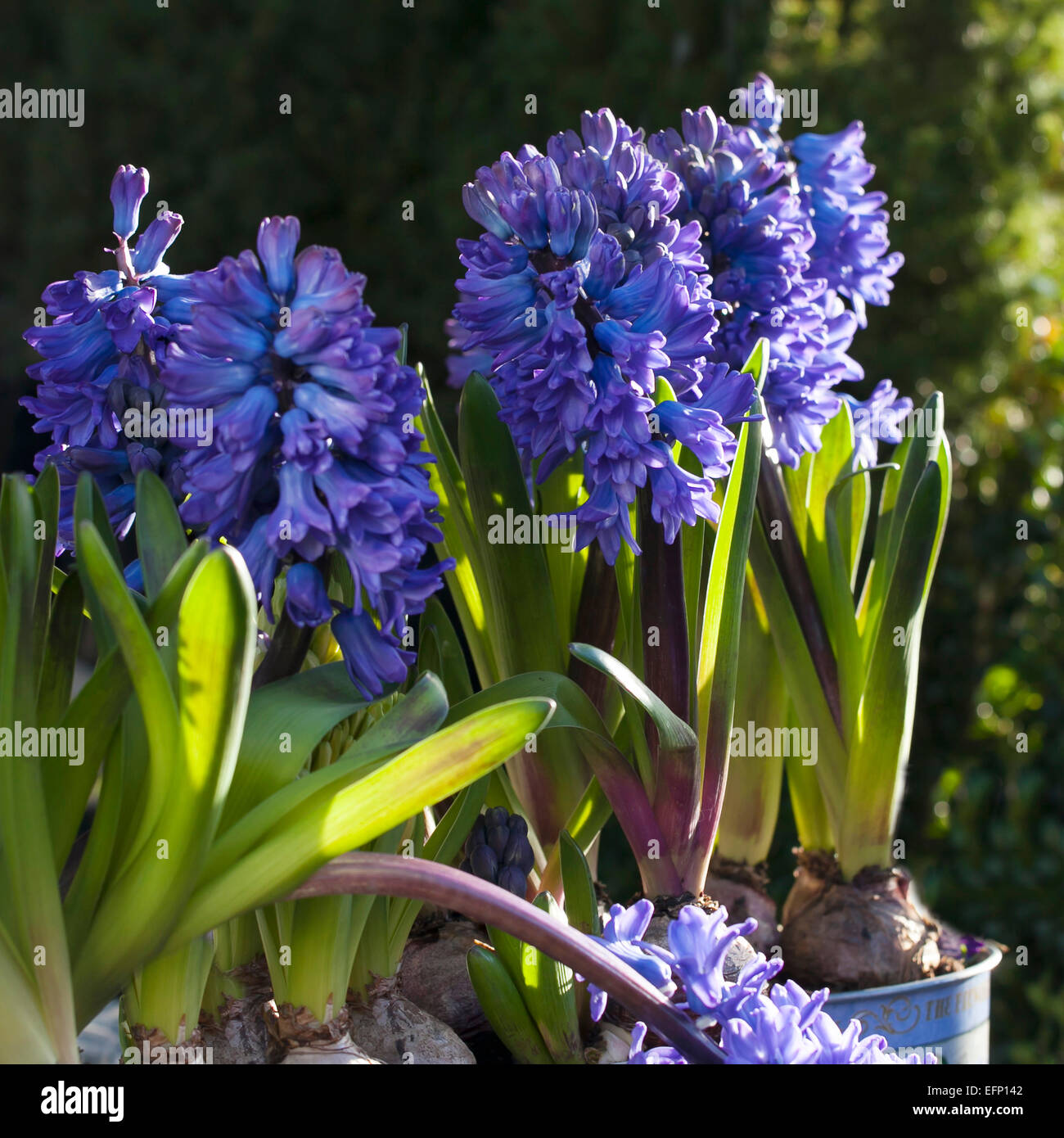 Blue hyacinths sale hi-res stock photography and images - Alamy