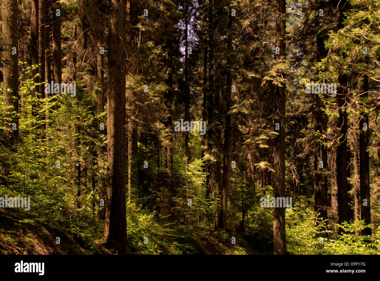 In a Green Forest Stock Photo - Alamy