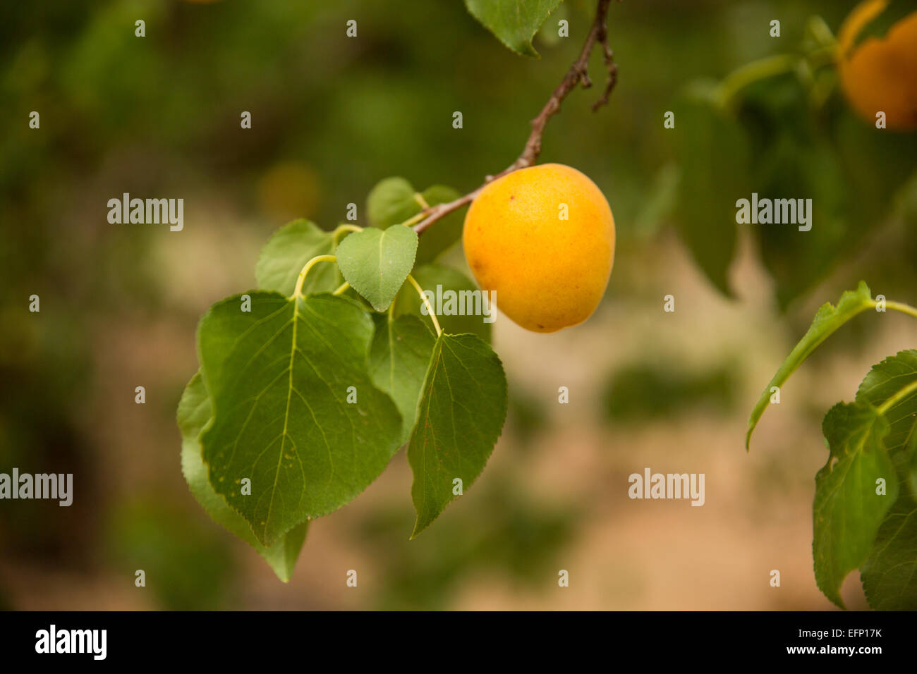 Apricot hi-res stock photography and images - Alamy