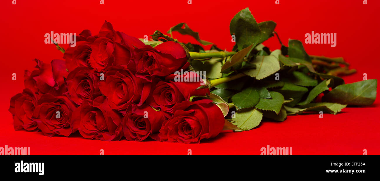 A dozen of long stemmed red roses on a red background Stock Photo - Alamy