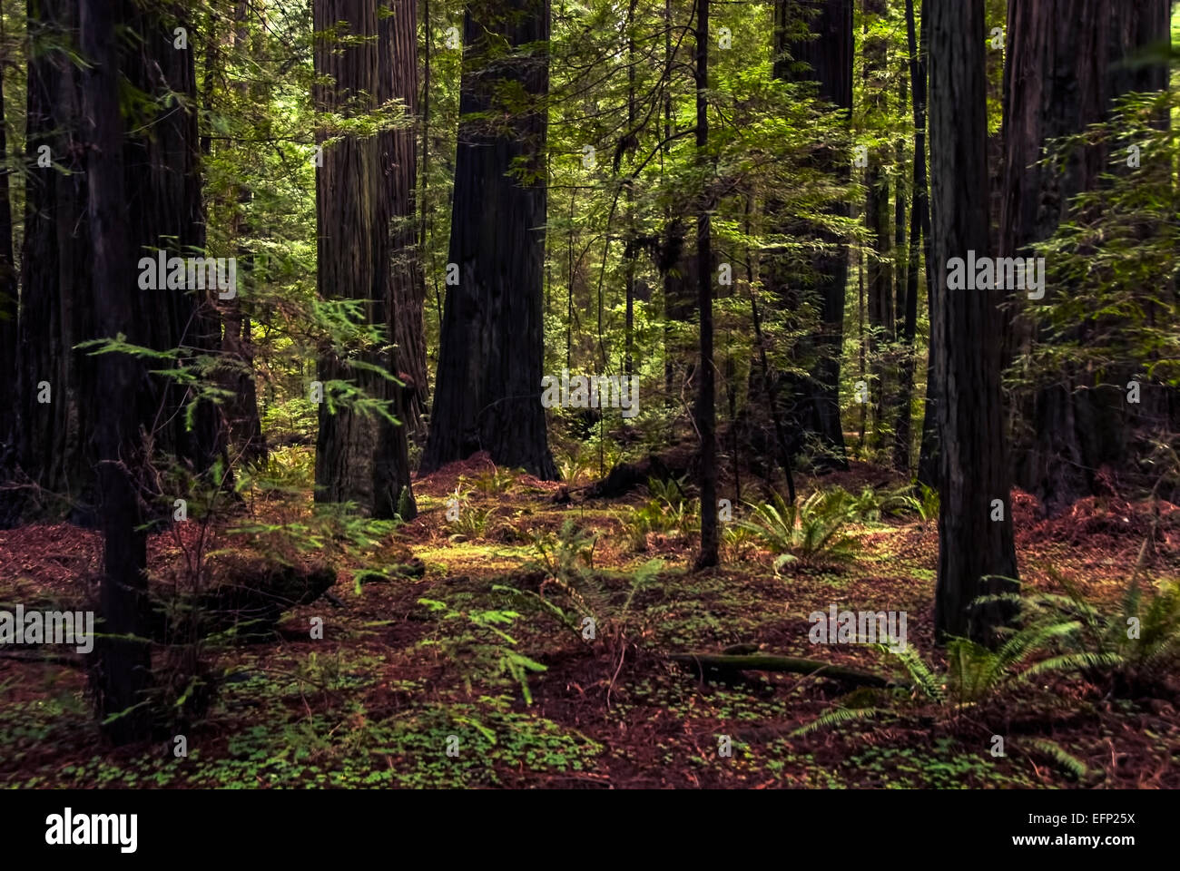 Dappled Forest Light Stock Photo - Alamy