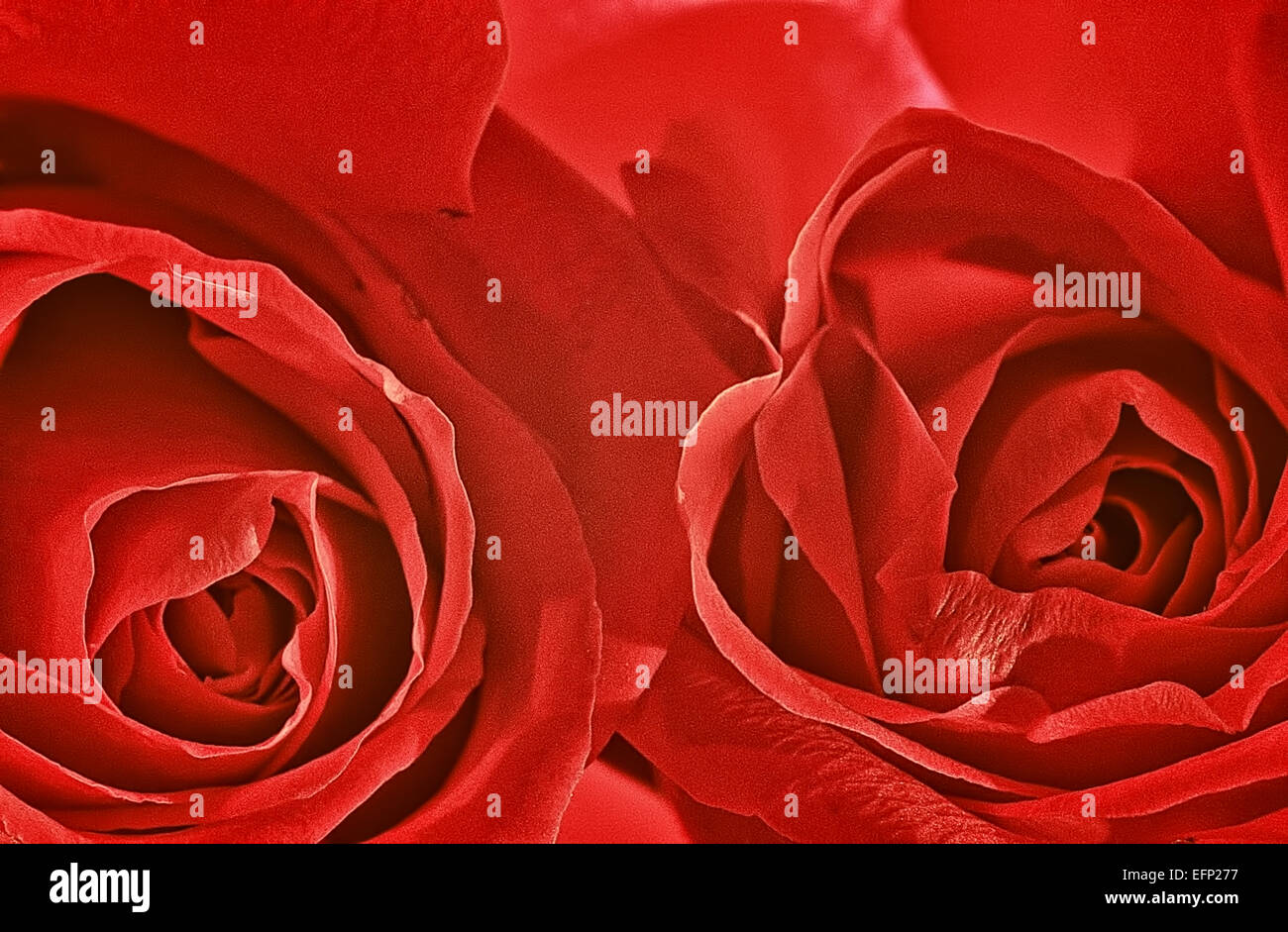 Two Red Roses Stock Photo - Alamy