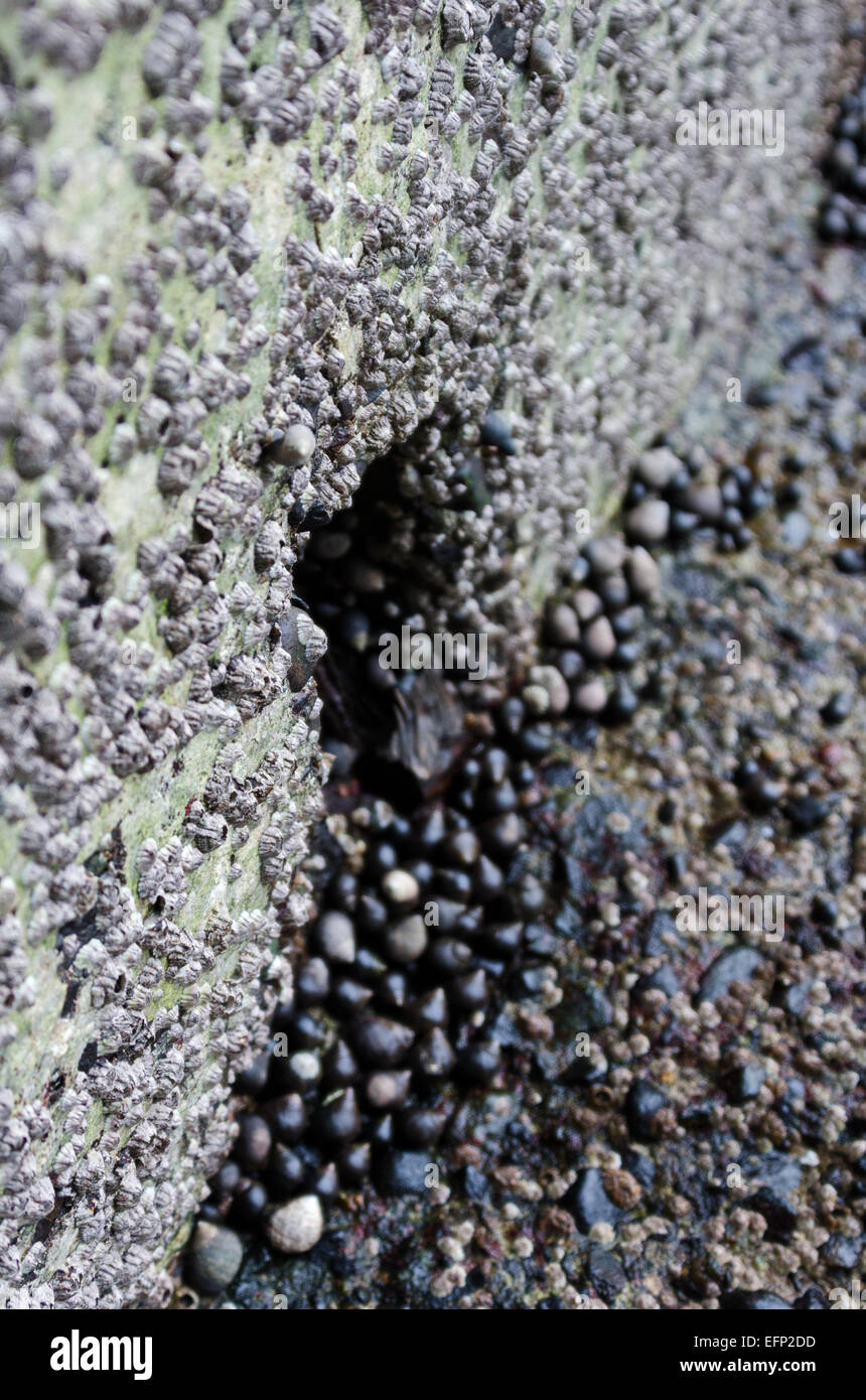 Periwinkle and barnacles colonizing a granite seawall in Bar Harbor ...