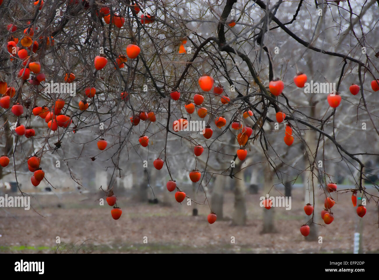 Persimmon Tree Stock Photo: 78546210 - Alamy
