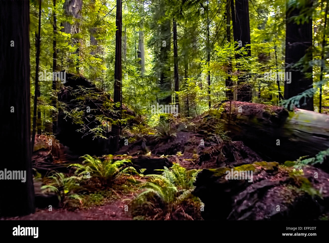 Fallen tree roots hi-res stock photography and images - Alamy