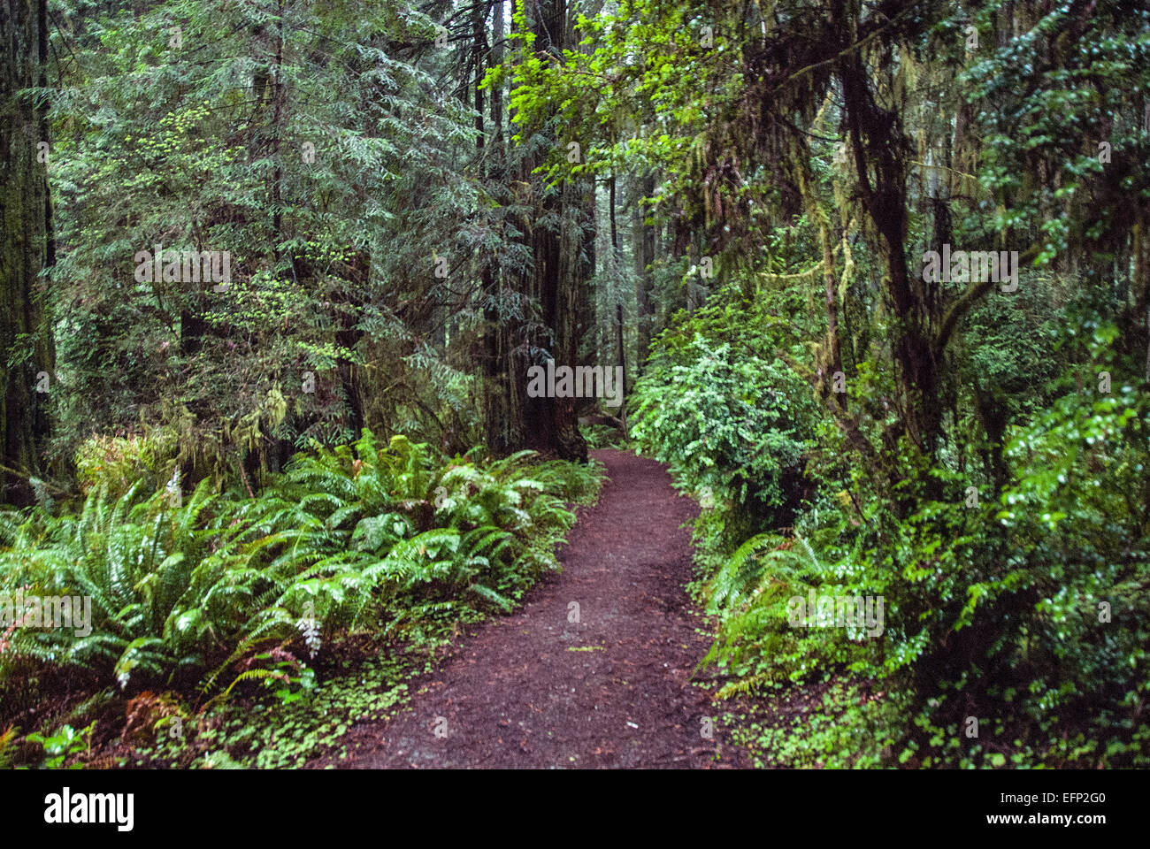 Into The Forest Stock Photo - Alamy