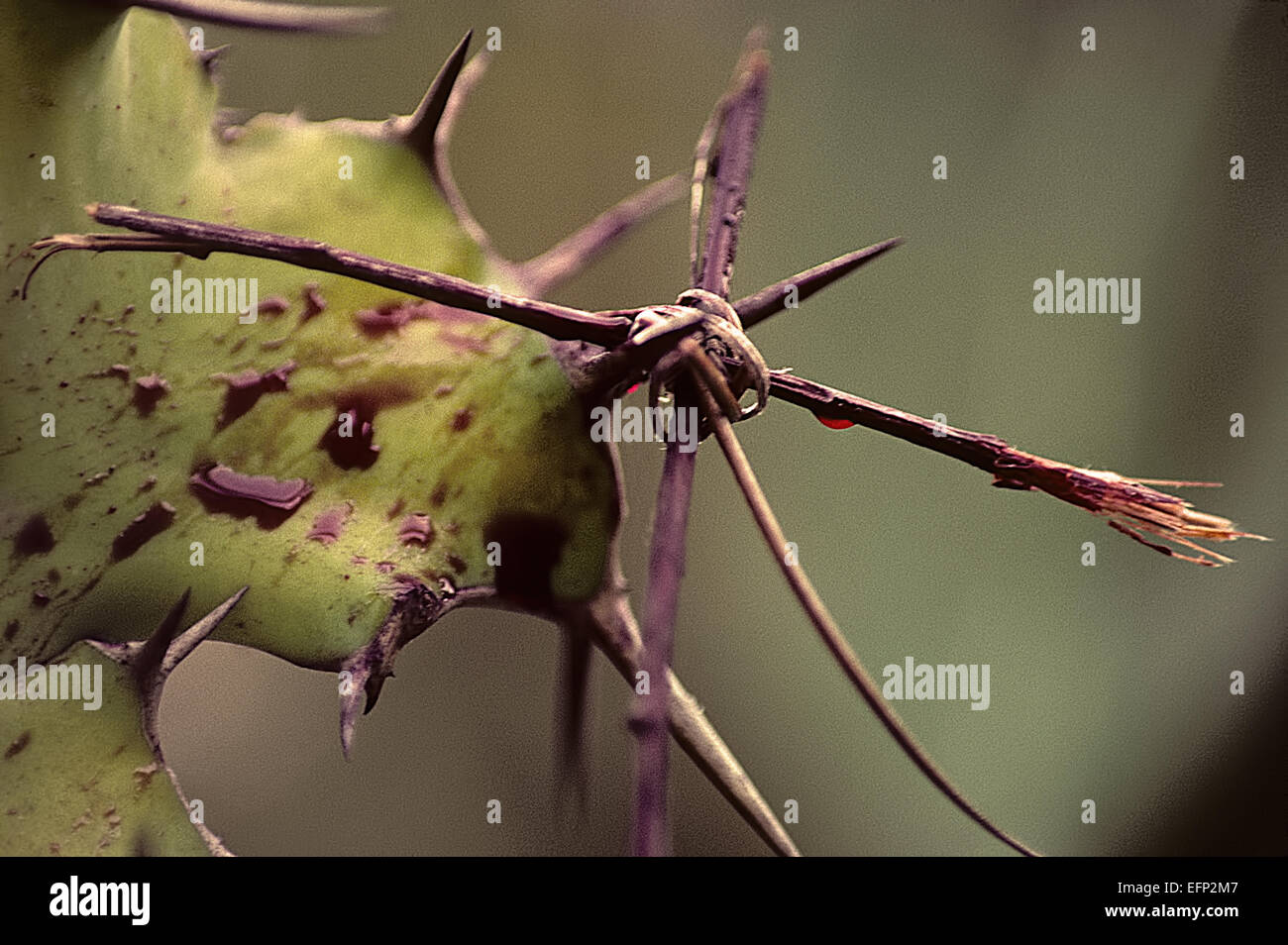 Twigs Cross With Cactus Stock Photo - Alamy