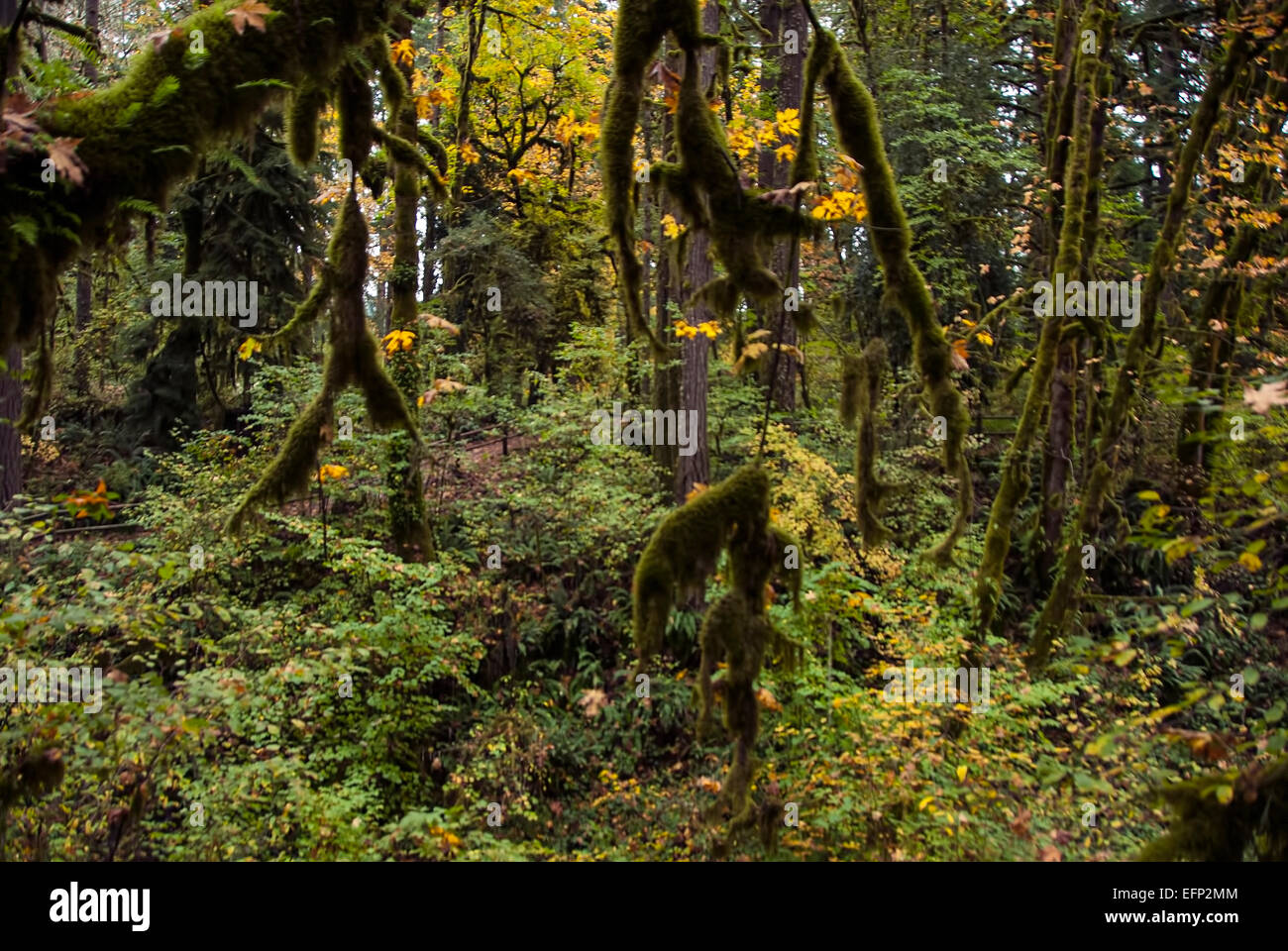 Rain forest oregon moss hi-res stock photography and images - Alamy