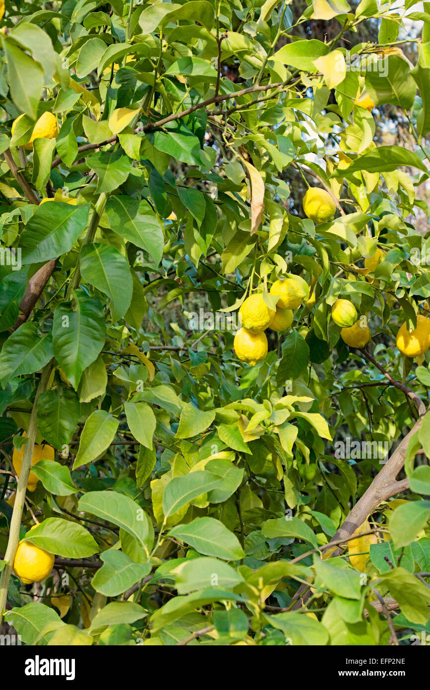 Summer lemon production hi-res stock photography and images - Alamy