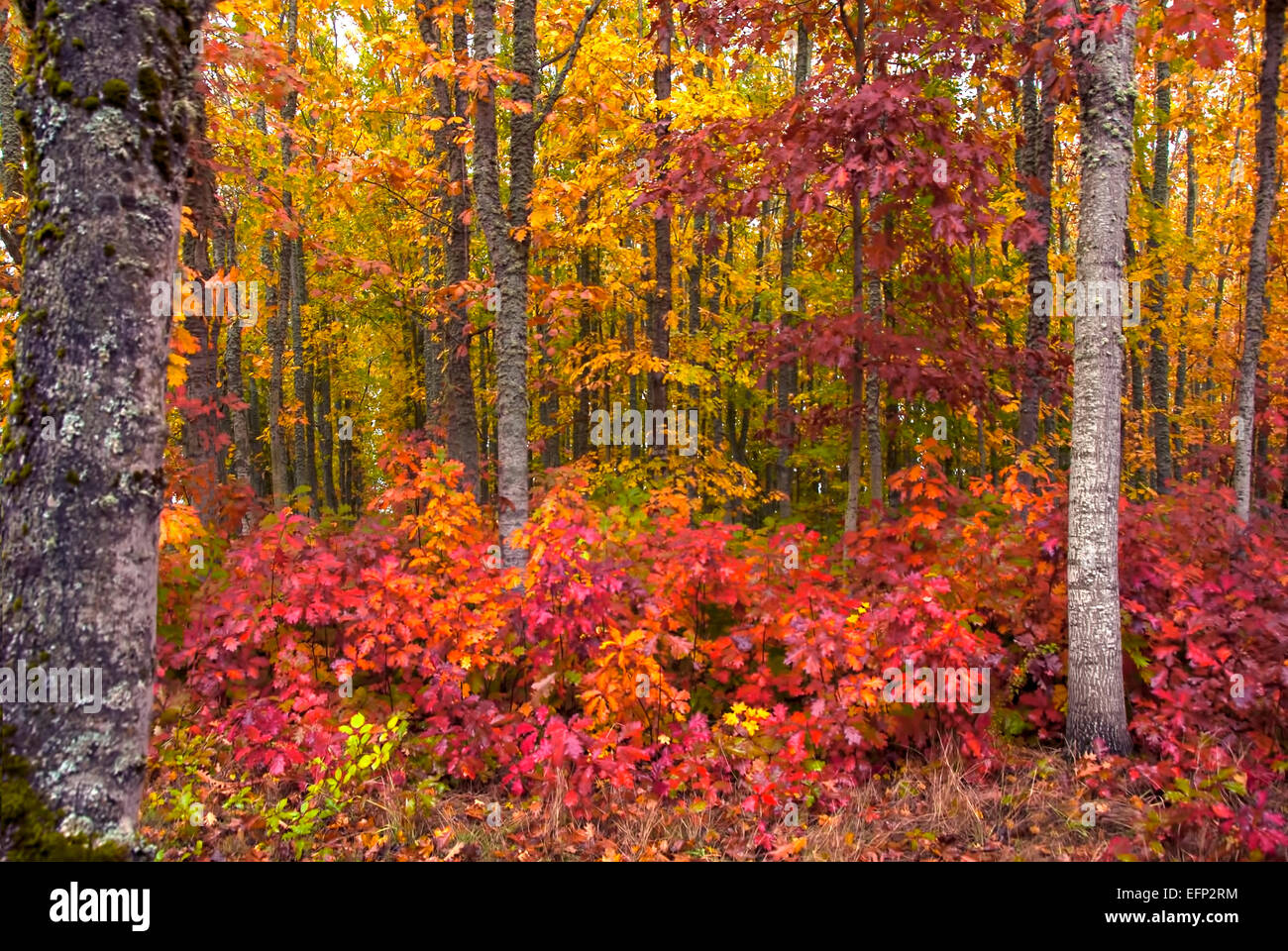 Vivid Fall Foliage Stock Photo - Alamy