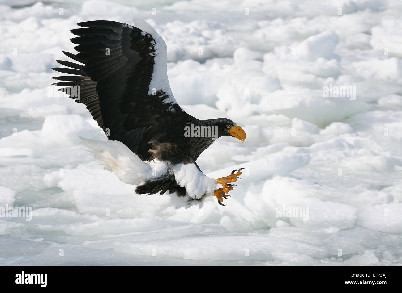 Steller's Sea Eagle on the drifting ice at Nemuro Strait a few miles ...
