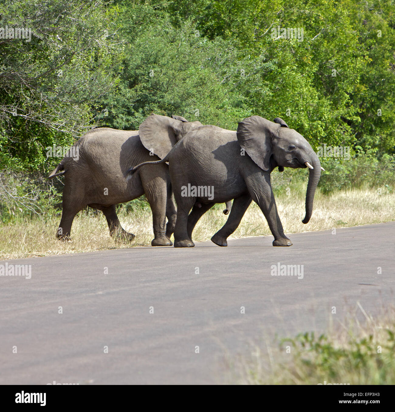 Elephant Cross a Road in Kruger National Park Stock Photo - Alamy