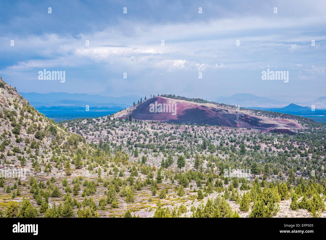 Weed california hi-res stock photography and images - Alamy