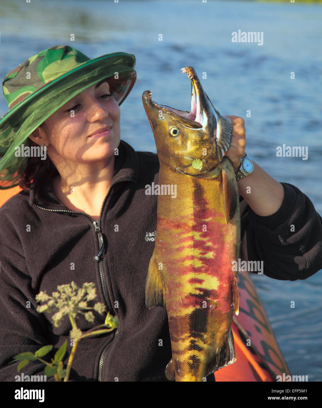 Woman with salmon fish in her hands, Kamchatka Peninsula, Russia Stock ...