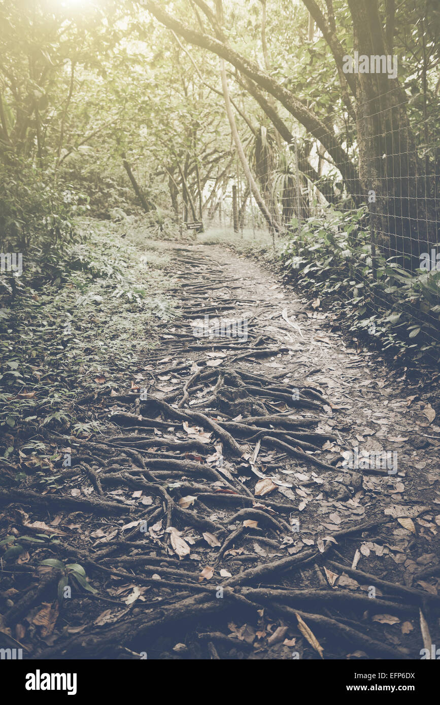 Retro Hiking Trail with Sunlight Stock Photo - Alamy