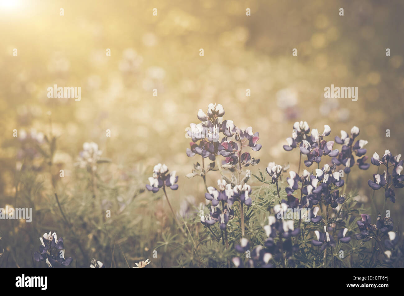 Retro Texas Blue Bonnet Flower with Sunlight Stock Photo - Alamy