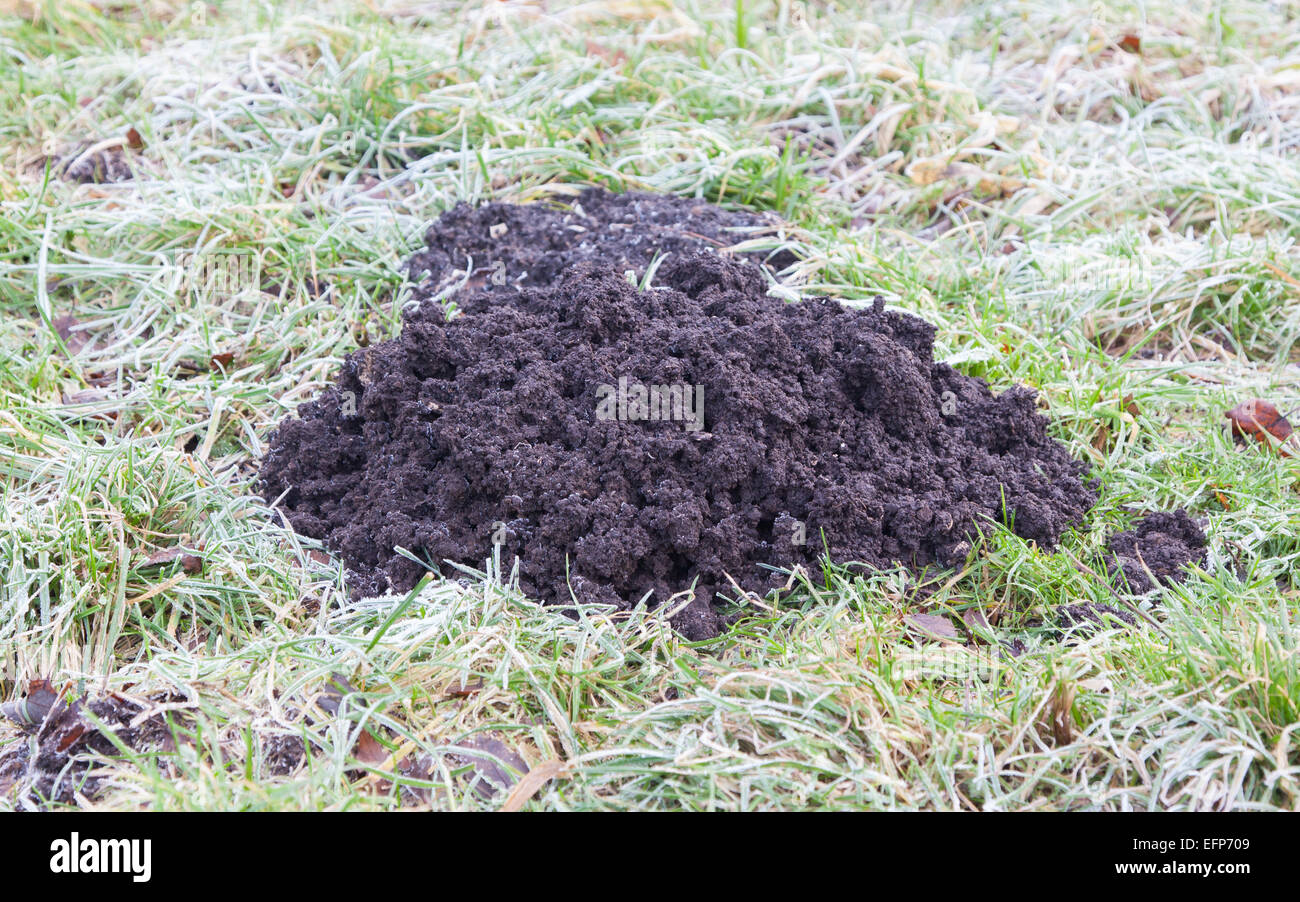Molehill- lawn, damaged by a mole burrowing underneath and pushing up a ...