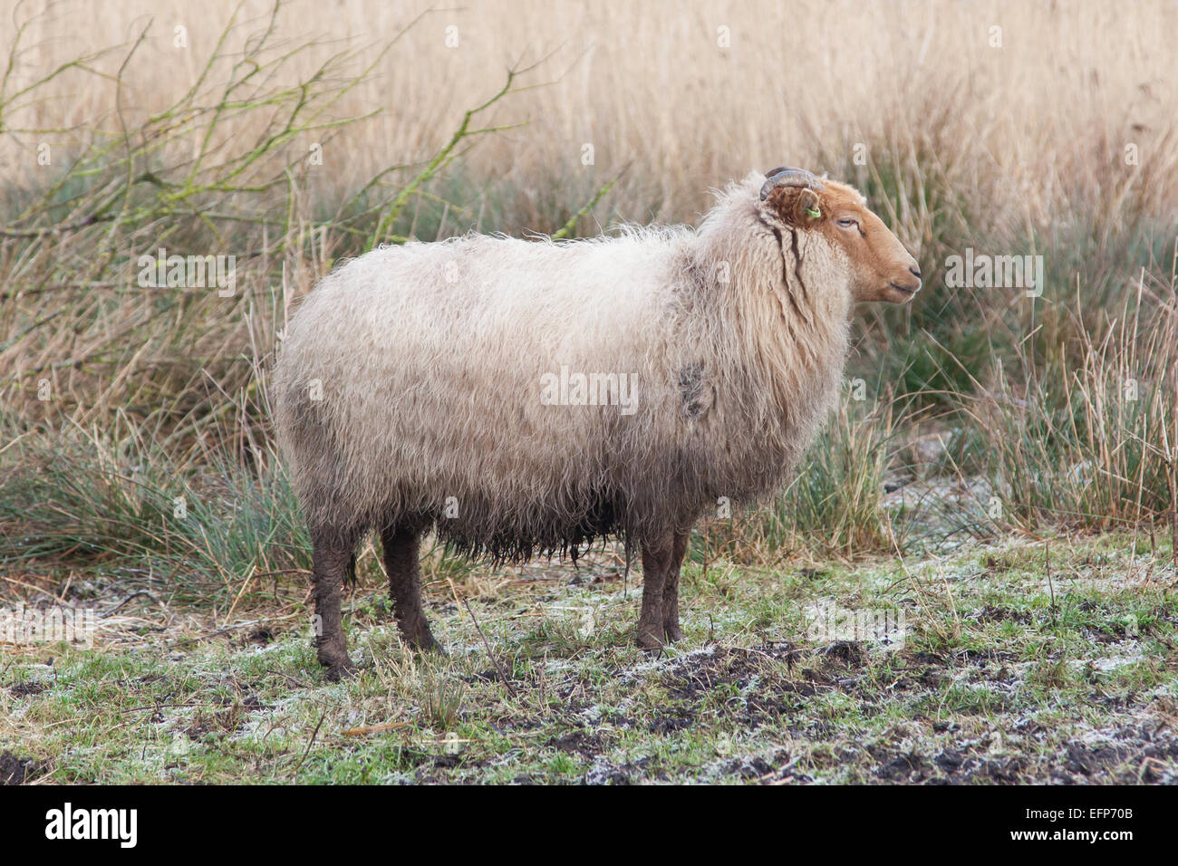 Adult sheep in the typical dutch landscape Stock Photo - Alamy