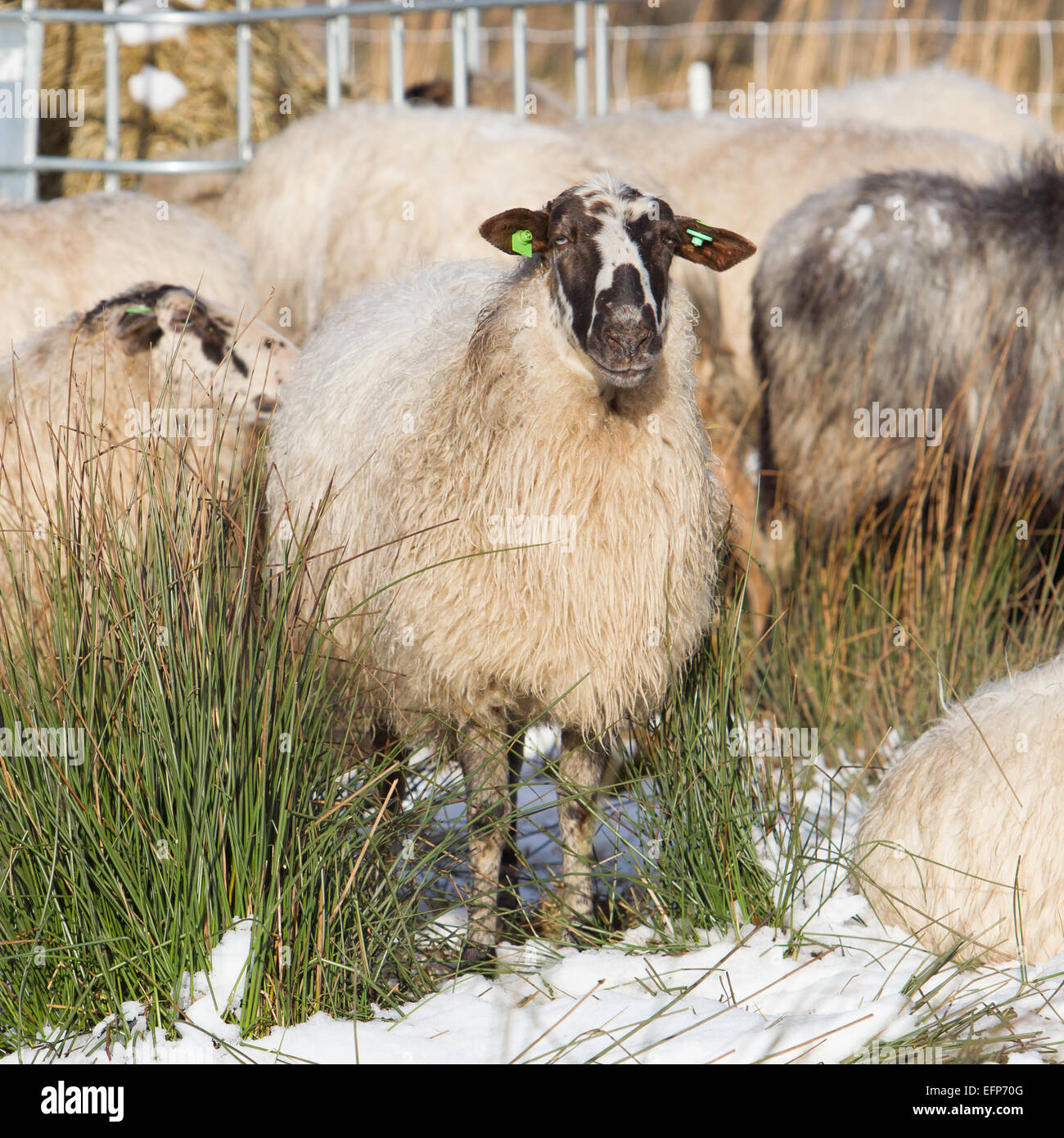 Adult sheep in the typical dutch landscape Stock Photo - Alamy