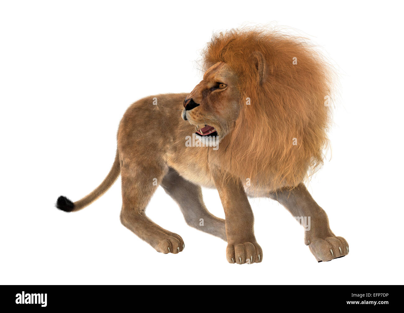 Lion Looking Back at Amber Boniwell blog