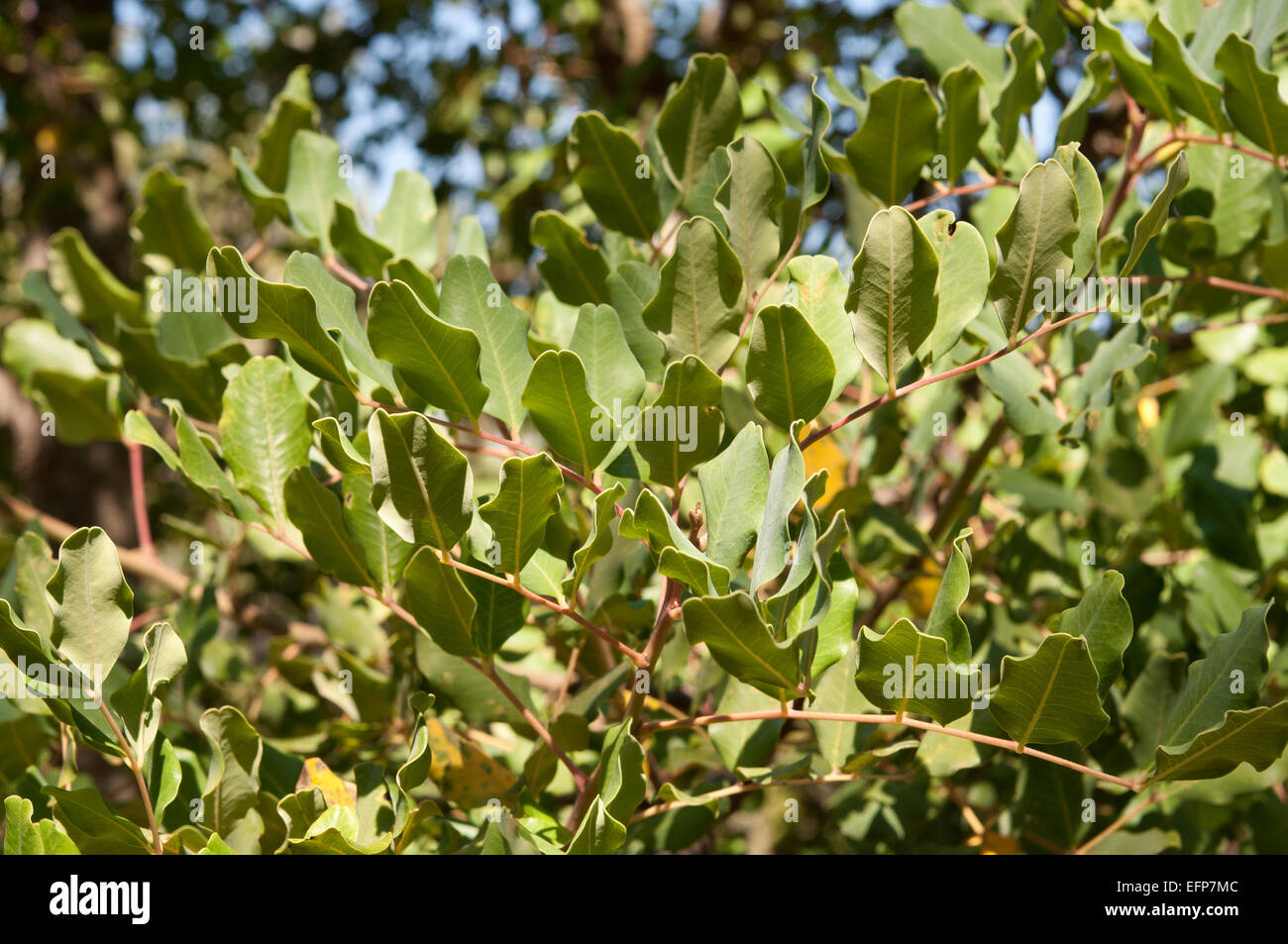 Carob tree ceratonia siliqua hi-res stock photography and images - Alamy
