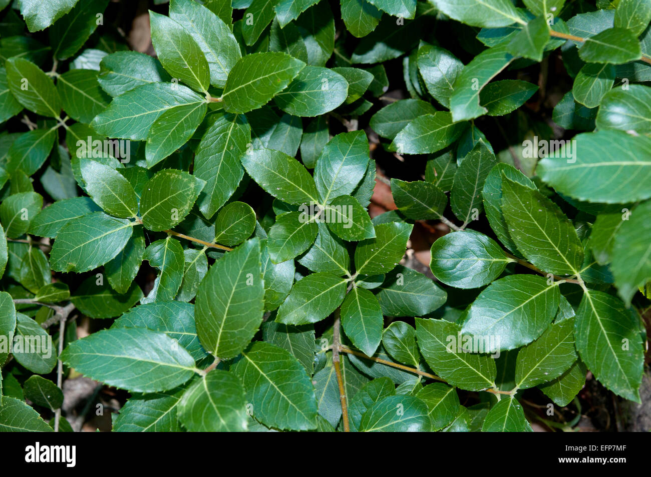 Leaves and branches of Phillyrea latifolia. It is a species in the ...