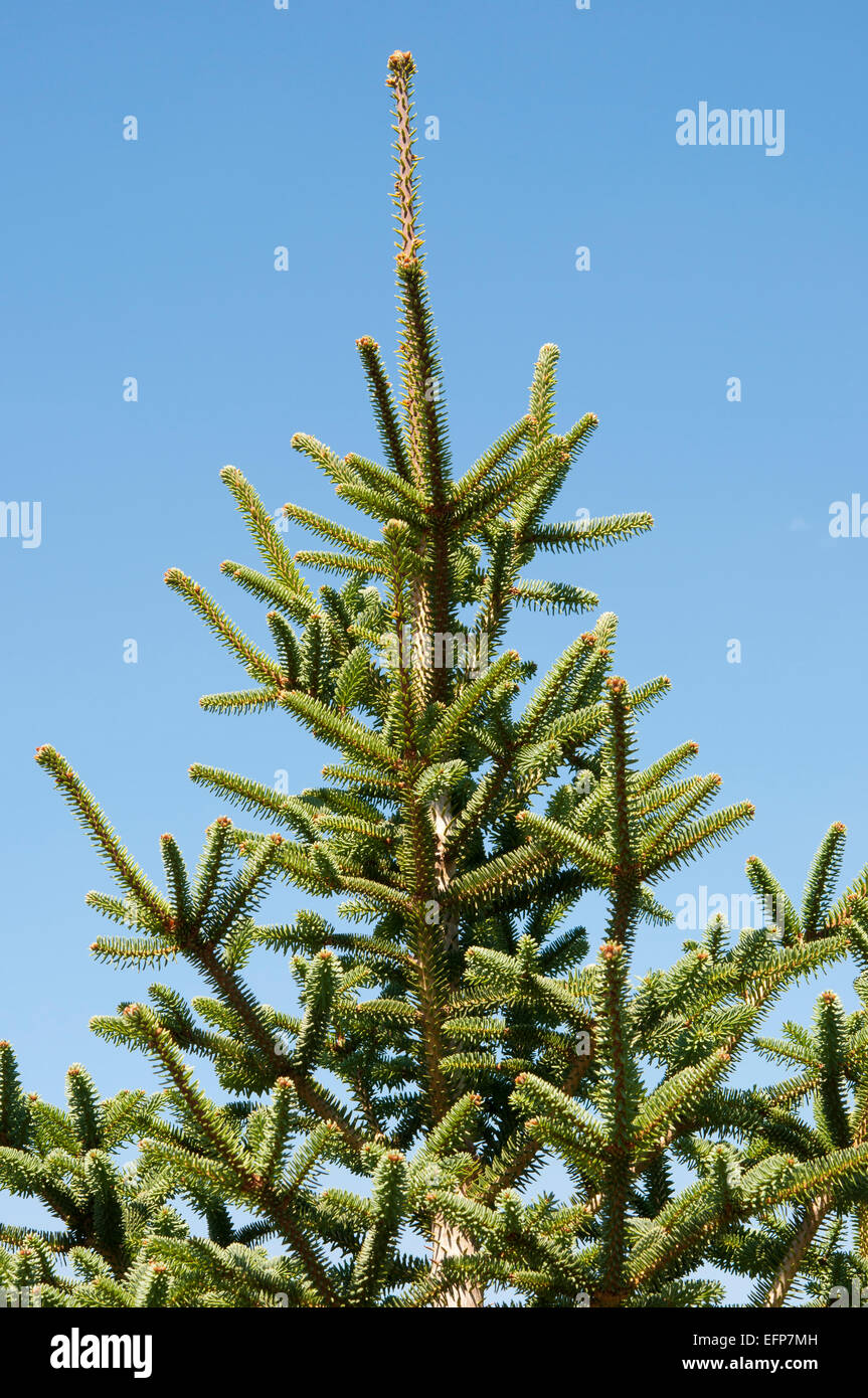 Leaves and branches of Spanish fir, Abies pinsapo. This species is ...