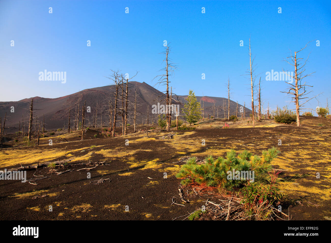 Dead forest near Tolbachik volcano, Kamchatka Peninsula, Russia Stock ...